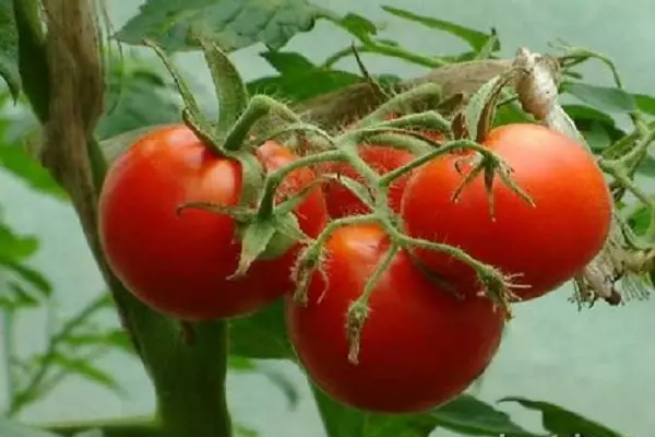 Pohjois-tomaatteja