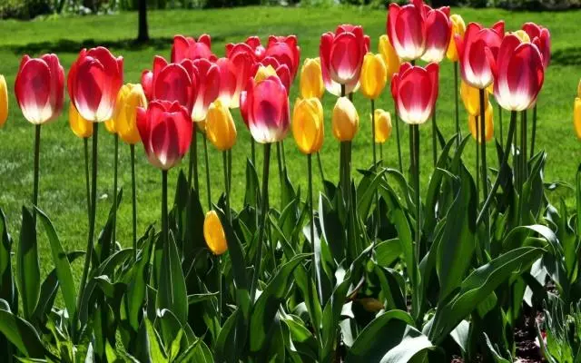 Planting tulips.