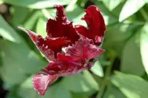 Tulipa barietatearen deskribapena eta ezaugarriak Pyrrhrot beltz, lurreratzea eta zainketa