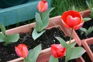 Kada ir kaip sodinti tulpius į uolų rudenį, auginimo ypatumai