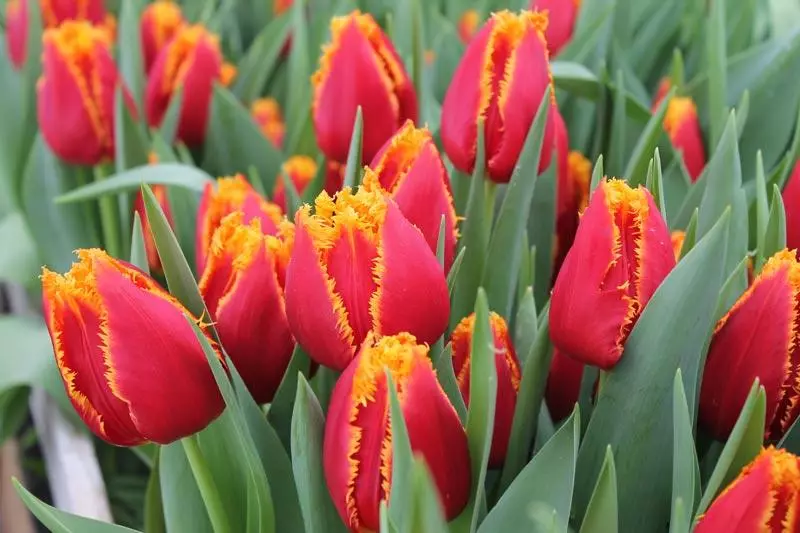 Plantación de tulipas