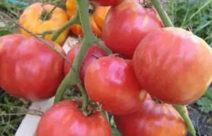 Charakteristik und Beschreibung der Vielfalt des Tomatenbabuskin-Geheims und seiner Ertrag