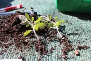 Miksi ei osallistua ja hitaasti kasvaa tomaatteja, mitä tehdä