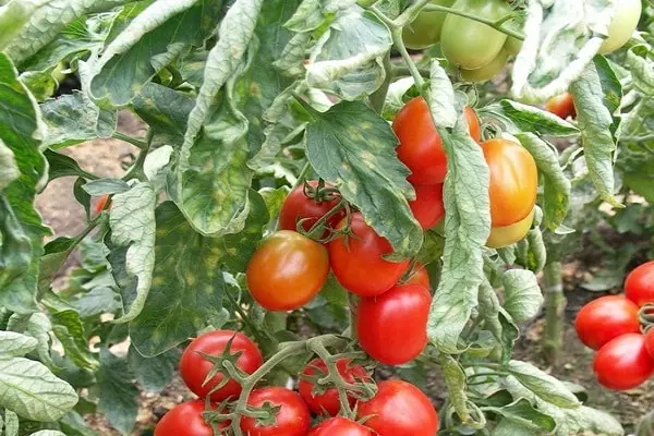 کامل پائل ٹماٹر