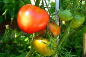 Ang paghulagway sa produkto ni Tomato Danko ug lainlain