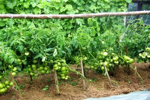 Låsande tomater