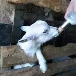 Than feeding goat in winter: the rules for compiling a diet at home 8307_10