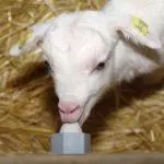 Зими од храњења козе: правила за састављање исхране код куће 8307_11