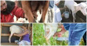 OKHOTの後にヤギを搾乳するために何回、手順を実行するための規則