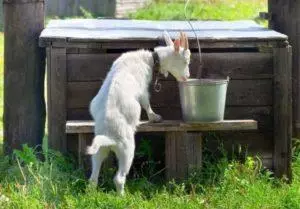 Waarom drinken geiten geen water en hoe ze te leren wat te doen als Sopesapy DROK