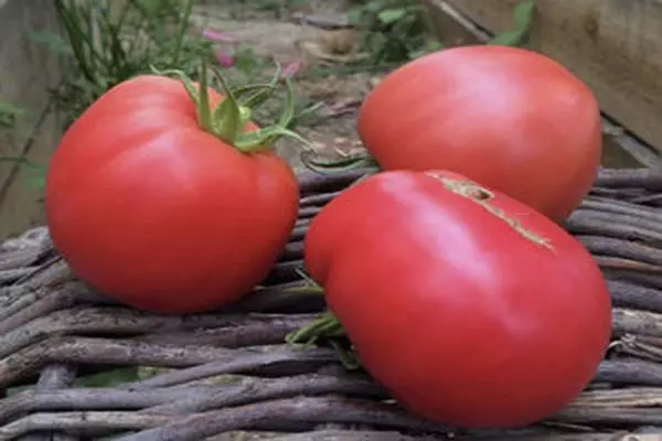 番茄收获