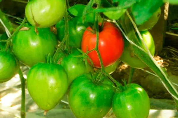 Tomato aeddfed