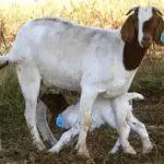 Leafer for Goat: Pam mae angen i chi, sut ac o'r hyn y gallwch chi wnïo gyda'ch dwylo eich hun 8312_3