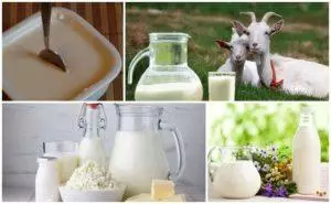 Recipes of Creaming Sour Cream from Milk Goat li malê