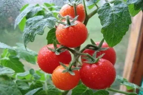Vielzahl von Tomaten Nestornokok