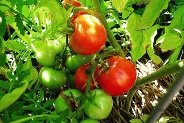 עגבניות גדלות וטיפול