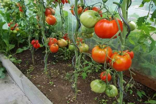 Tomat Growing Northwood