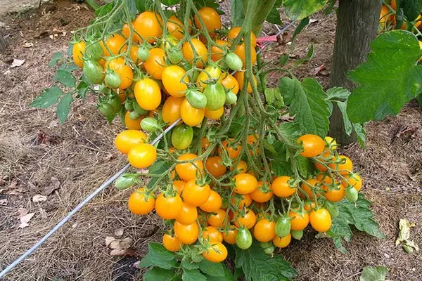 Rastúce paradajky ilfi