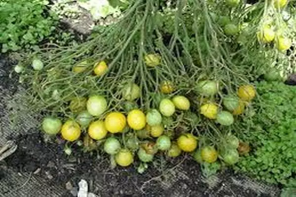 Varyete tomat