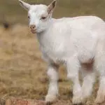 Goat တစ်ခုအတွက် ZSM: အသုံးပြုရန်ညွှန်ကြားချက်များနှင့်မည်သို့မွေးမြူရန်အကောင်းဆုံးဖြစ်သည် 8322_4