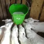 Goat တစ်ခုအတွက် ZSM: အသုံးပြုရန်ညွှန်ကြားချက်များနှင့်မည်သို့မွေးမြူရန်အကောင်းဆုံးဖြစ်သည် 8322_8