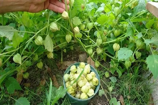 Bær Physalis.