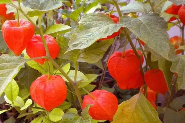 גידול physalis.