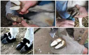 Paano i-trim ang mga hooves ng kambing sa bahay at mga tool
