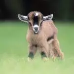 Natació del ventre a les cabres: què fer i primers auxilis, tractament de Tympania 8330_5