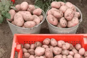Beskrivelse af kartoffel rocco sorter, anbefalinger til dyrkning og pleje