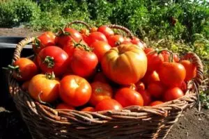 Vitebsk地区最好的番茄品种概述