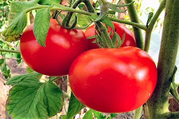 Pomidor Astrachan.