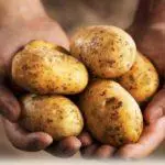 Est-il possible de donner des pommes de terre brute: les avantages et les règles d'injection dans le régime alimentaire 8342_2