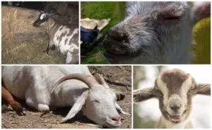 Causas da presença de espuma na boca da cabra e métodos para o tratamento da falha de tiamina