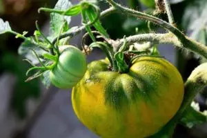 Popis rajčatové odrůdy irského alkoholu a jeho vlastností