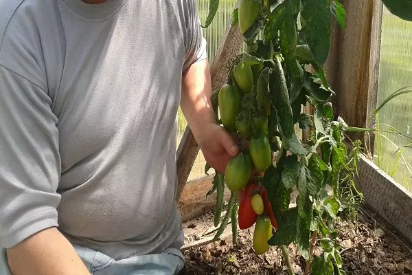גבר עם עגבניה