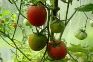 Tomato tomato vendis Priskribo Syzrans Pipochka, Kreskanta kaj Zorgo