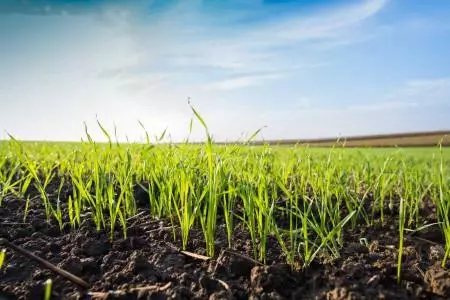 Litaelo tsa tšebeliso le sebopeho sa fungicide of the namanera, litekanyetso le managges