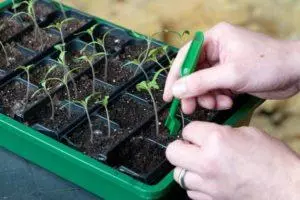 ¿Cuándo y cómo tomar los tomates adecuadamente, el tiempo?