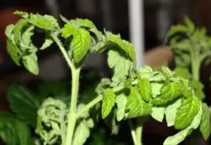 ¿Por qué las plántulas de los tomates se marchitan y se tuerzan de hojas y qué hacer?