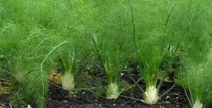 Voksende fra frø og pleje af fennikel i den åbne jord, hvordan man holder for vinter og sorter