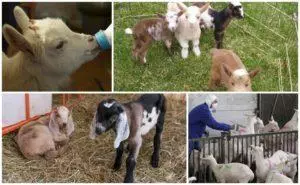 Why is making goat milk: reasons and how to solve the problem, prevention