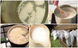 Por que quando o leite de cabra fervente às vezes é dobrado e como evitá-lo