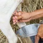 למה עושה חלב עיזים: סיבות וכיצד לפתור את הבעיה, מניעה 8392_8