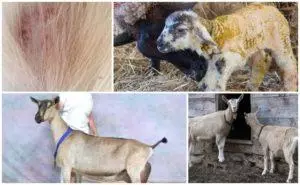 Causes of wool loss in goats and treatment methods, methods of prevention