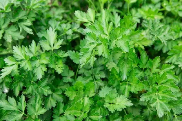 Parsley on the winter