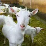 У пени за козу у устима: Симптоми метода инсуфицијенције и лечења у тиамину 8428_5
