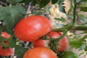 Penerangan Tomato Pandaose Tomato, ciri-ciri yang semakin meningkat dan dijaga