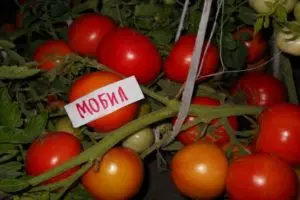 Charakteristika a popis rôznych paradajkových mobilov, jeho výnos