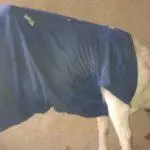 Cómo destetar la cabra para chupar su leche en ti mismo: causas y formas de resolver 8440_4
